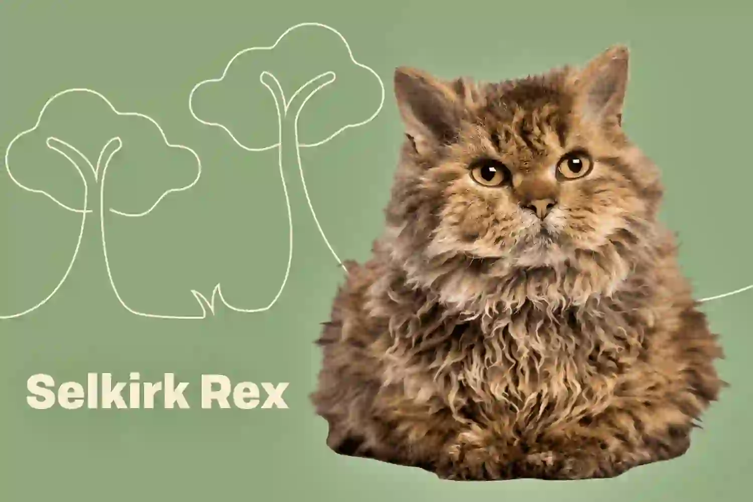 10 Facts About Selkirk Rex Kittens - Selkirk Rex Kittens for Sale